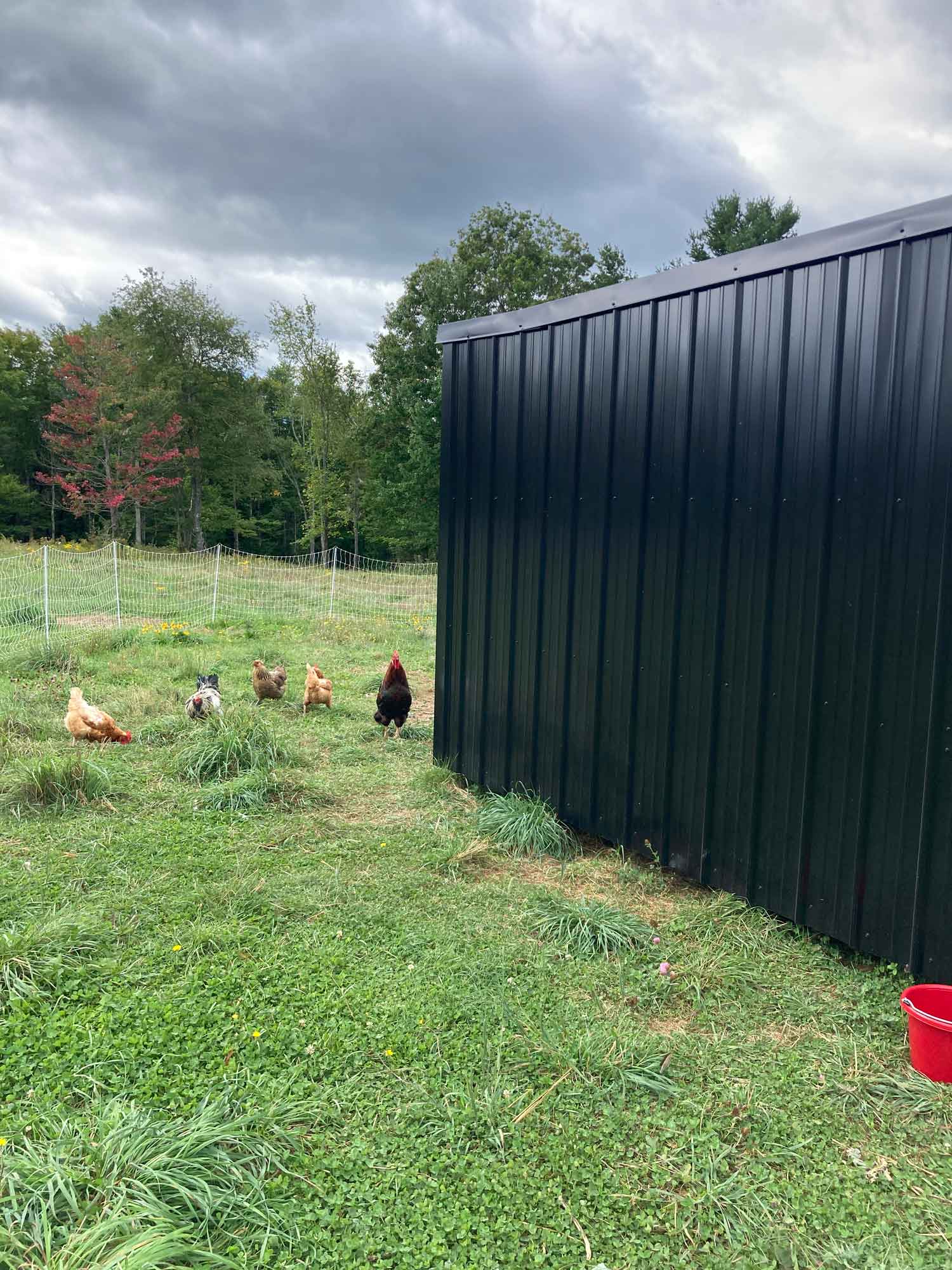 Rotational Grazing – Roseanum Foundation